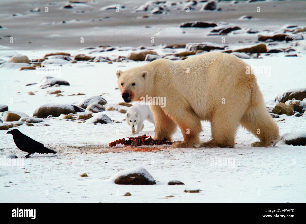 Polar bear arctic fox hi-res stock photography and images - Alamy