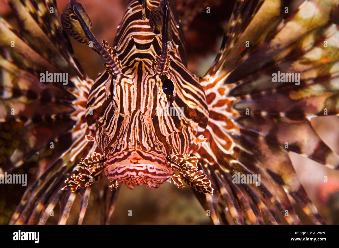 Lionfish Portrait Pterois volitans Anilao Batangas Luzon Philippines ...
