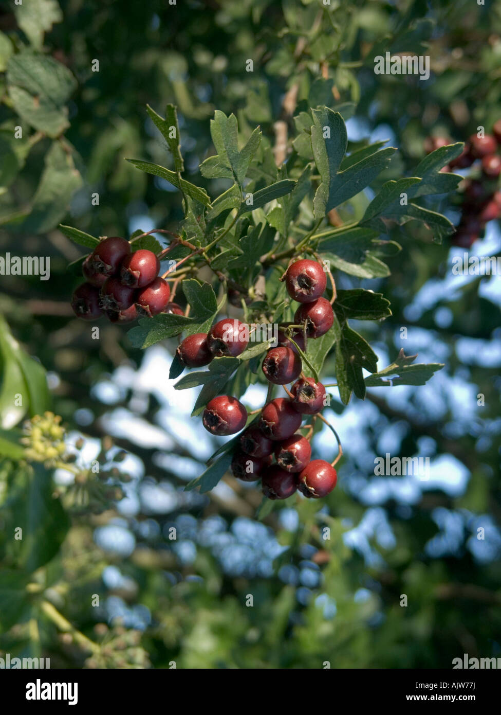 Hawthorn crataegus oxyacantha hi-res stock photography and images - Alamy