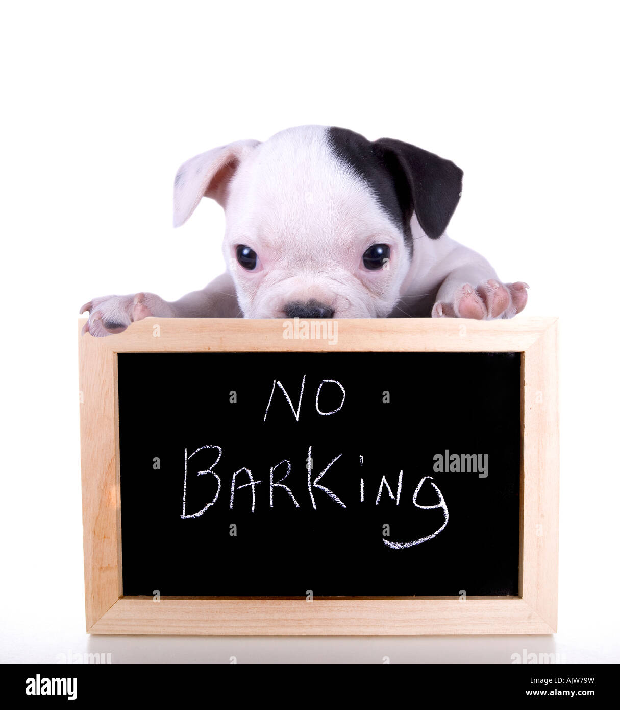French Bulldog puppy hiding behind sign that says No Barking isolated ...