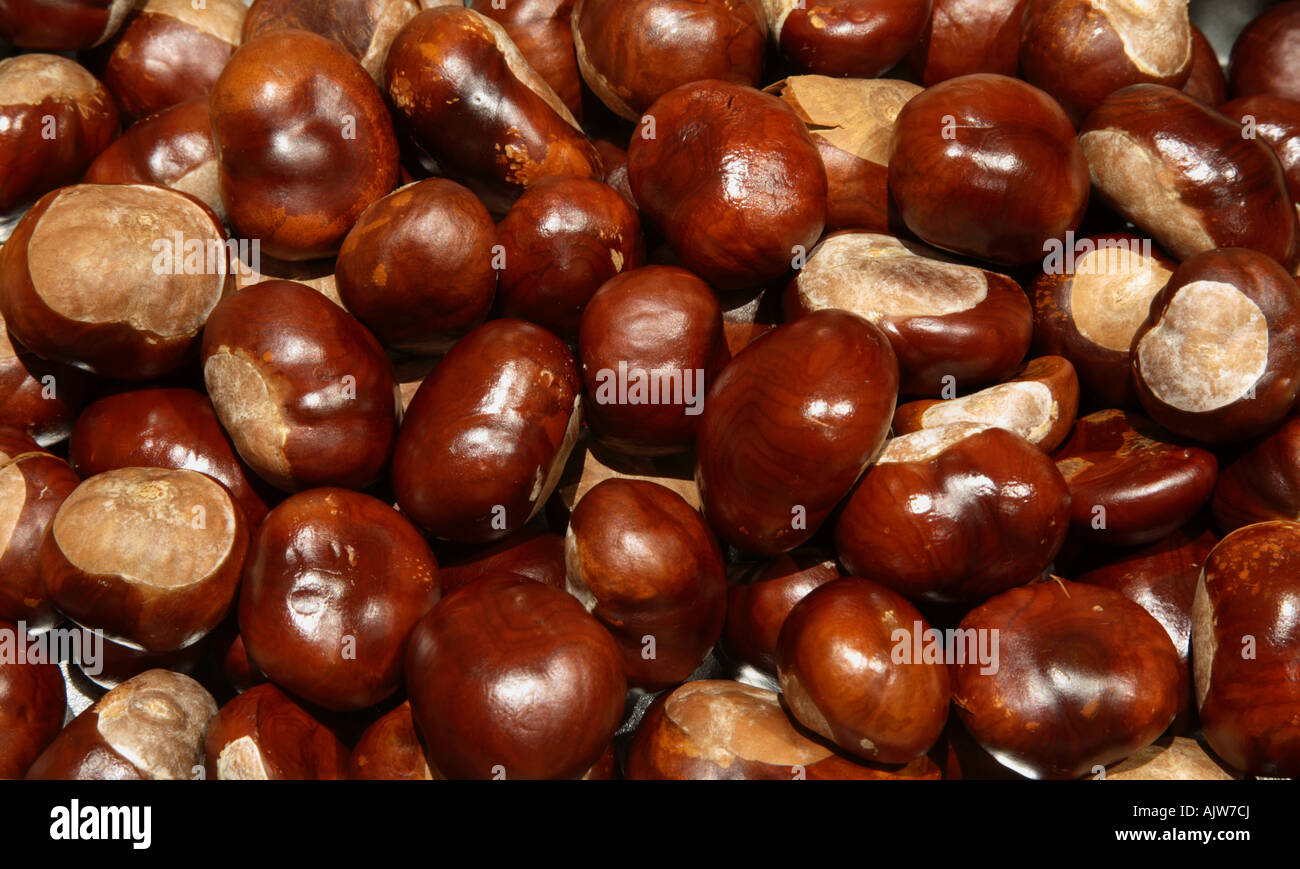 Lots of conkers hi-res stock photography and images - Alamy