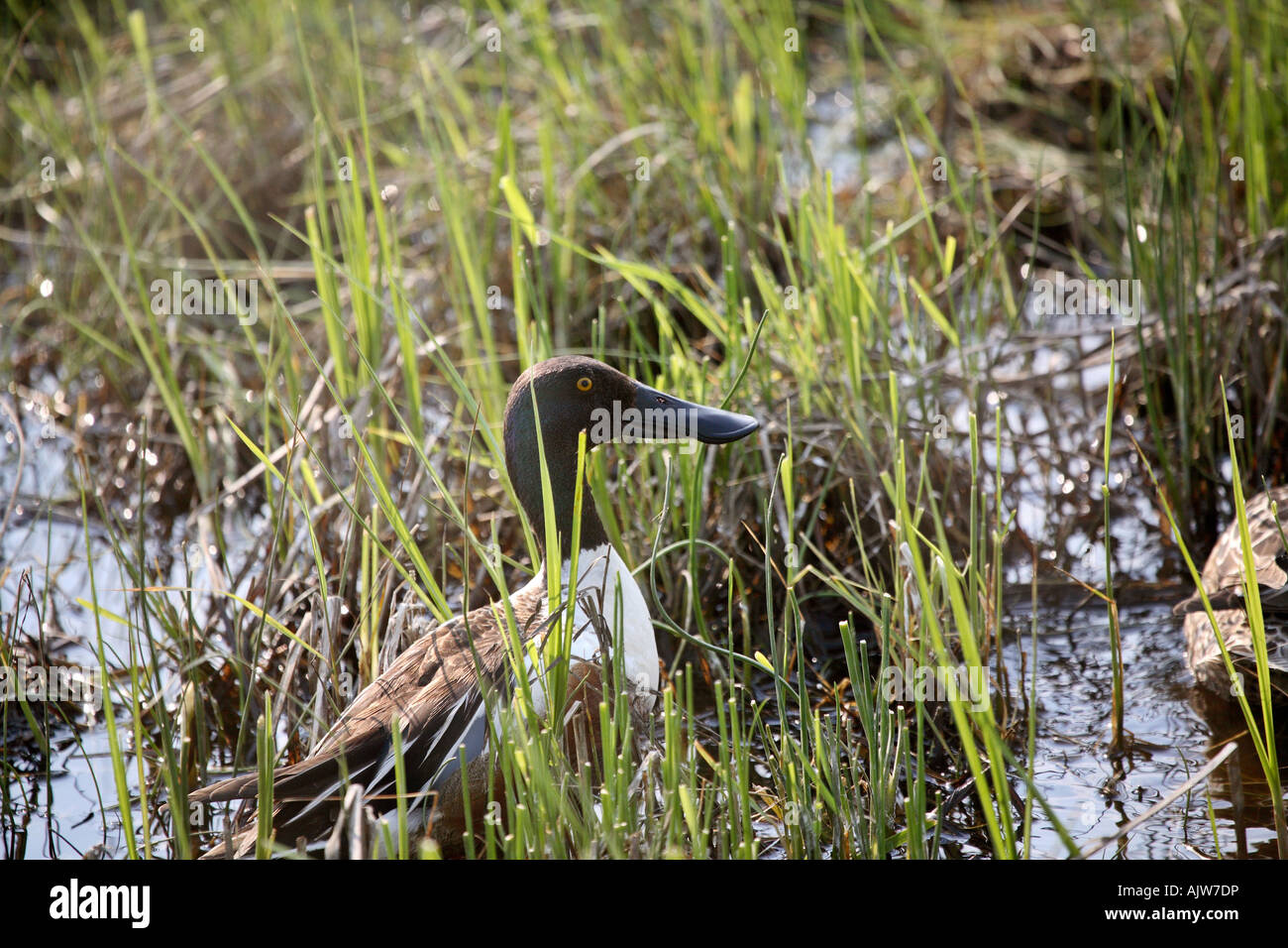 Northern Shoveler drake in Saskatchewan pond Stock Photo - Alamy