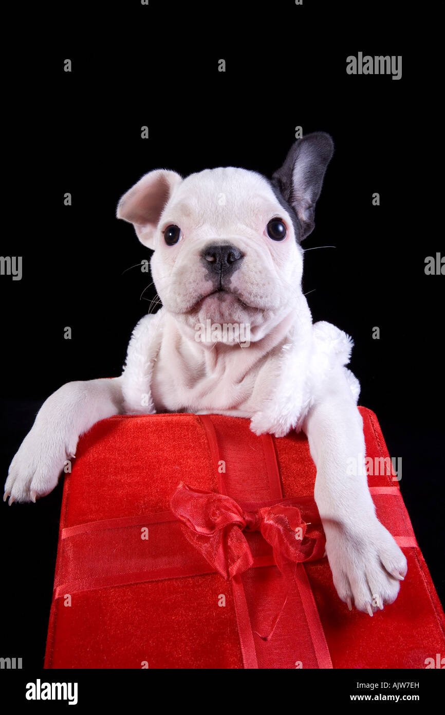 french bulldog puppy in red velvet gift box on black background Stock ...