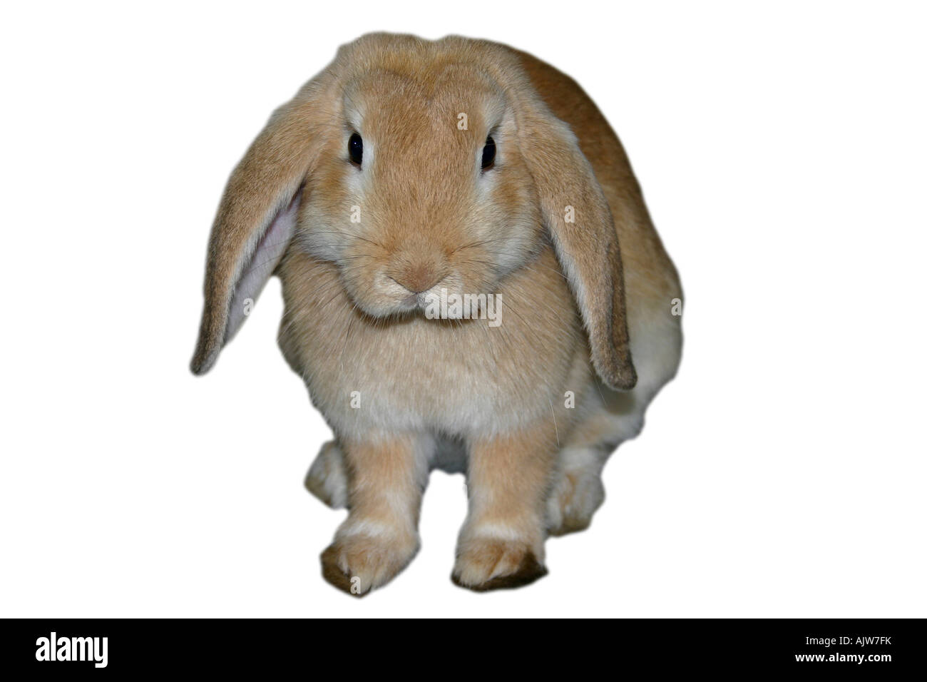 Rabbit sitting down looking at the camera Stock Photo - Alamy