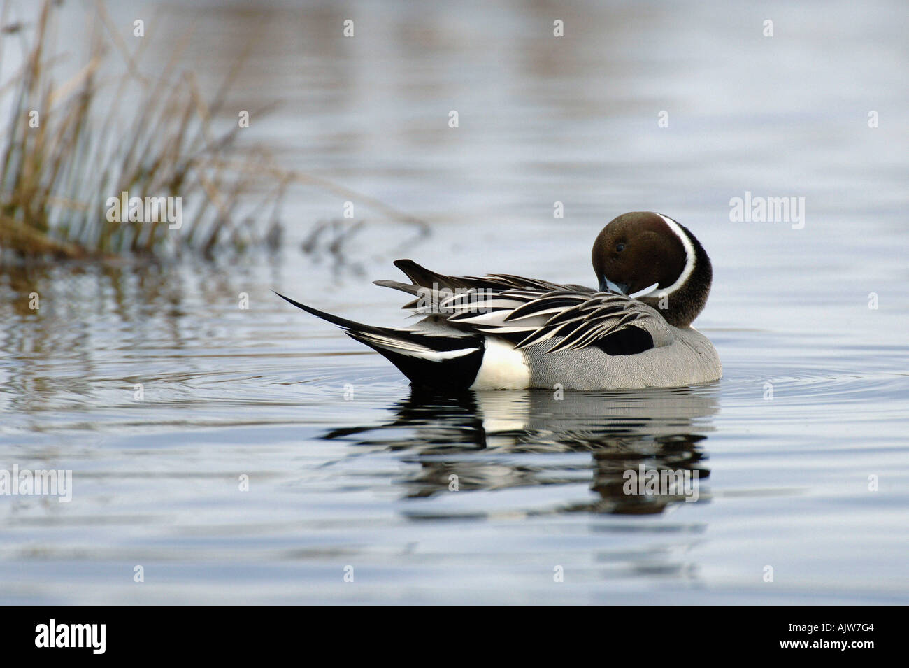 Pintail male preening hi-res stock photography and images - Alamy