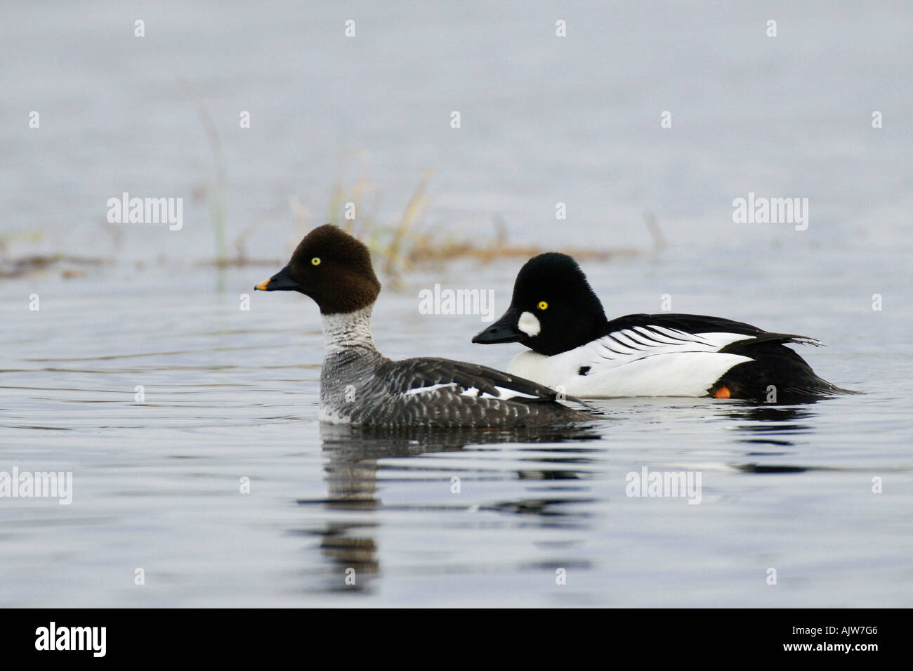 Two goldeneye ducks hi-res stock photography and images - Alamy