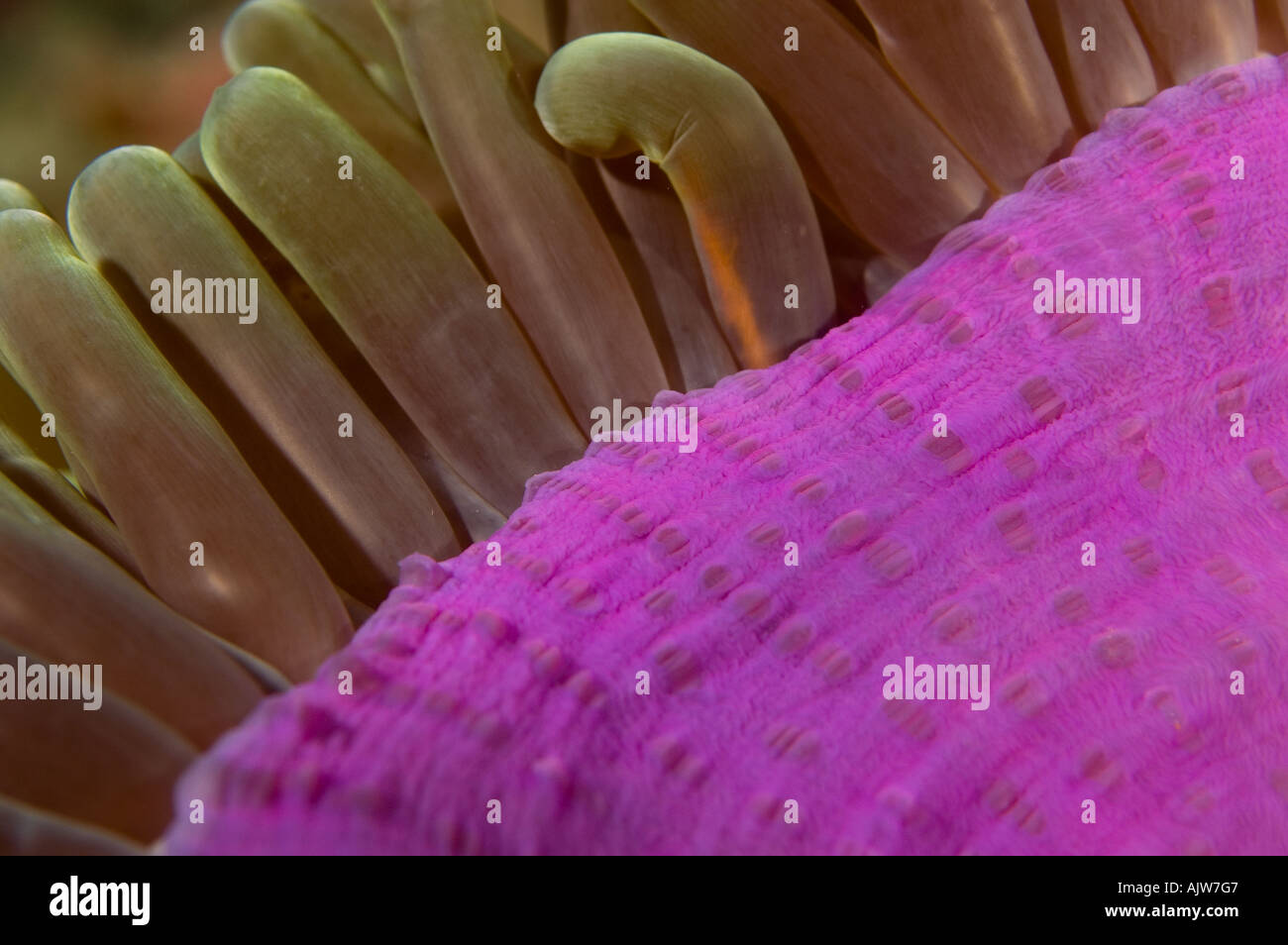 Magnificent Anemone detail Heteractis magnifica Anilao Batangas Luzon ...