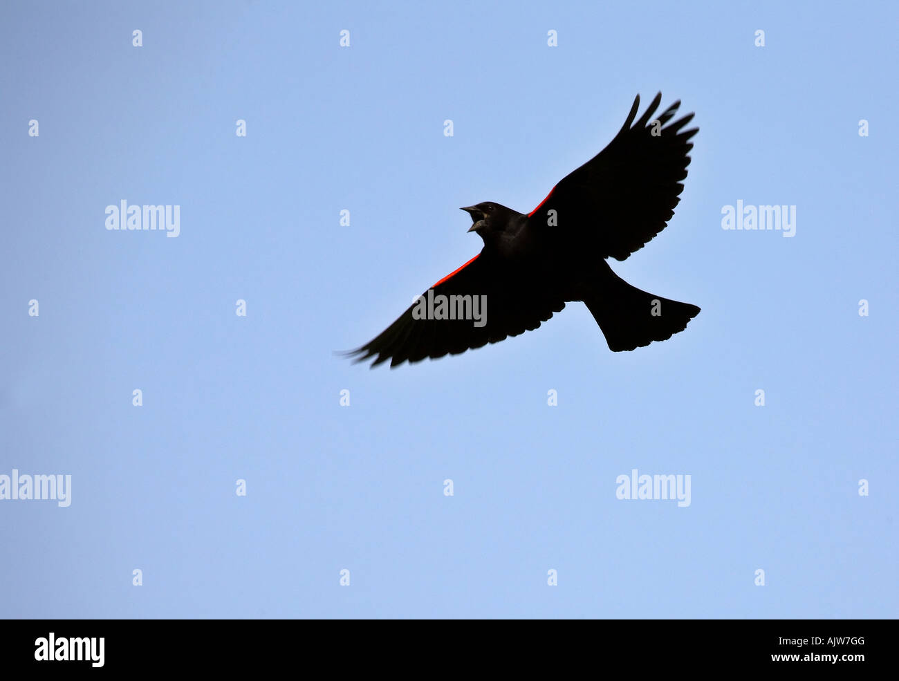 Red winged Blackbird in flight Stock Photo - Alamy