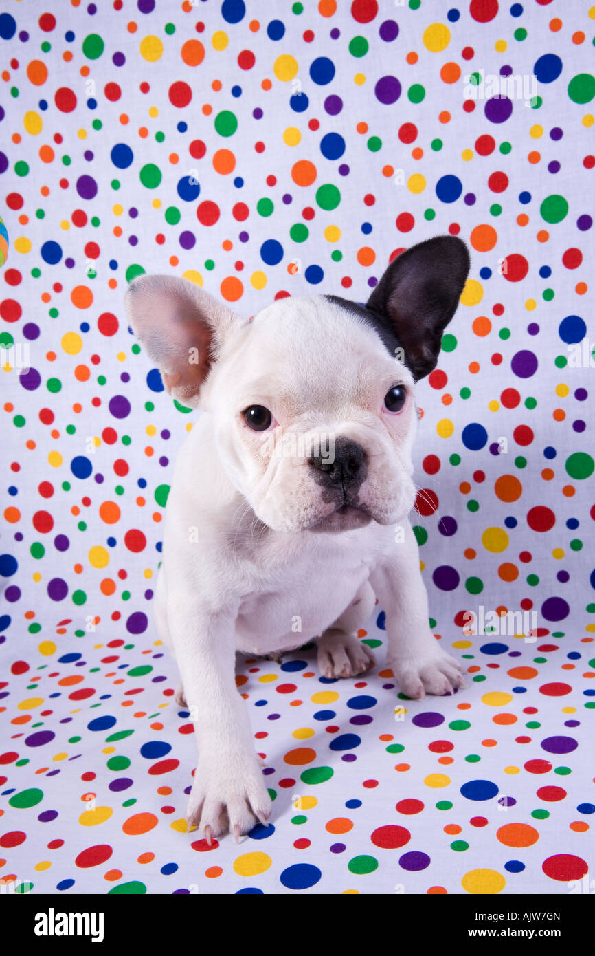 French Bulldog puppy on rainbow colored polka dotted background Stock ...