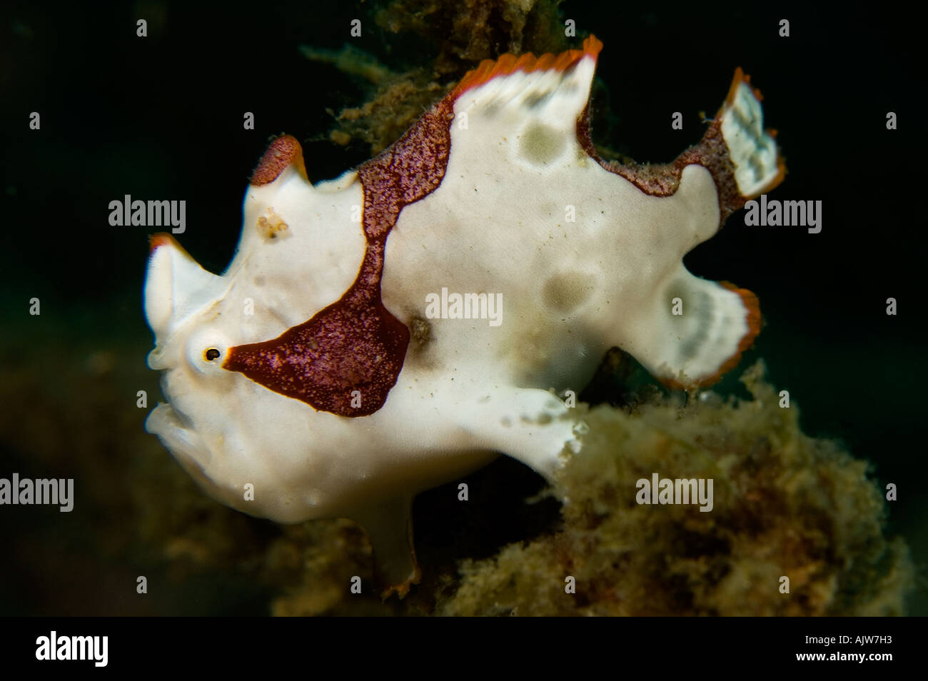 Clown anglerfish warty frogfish antennarius hi-res stock photography ...