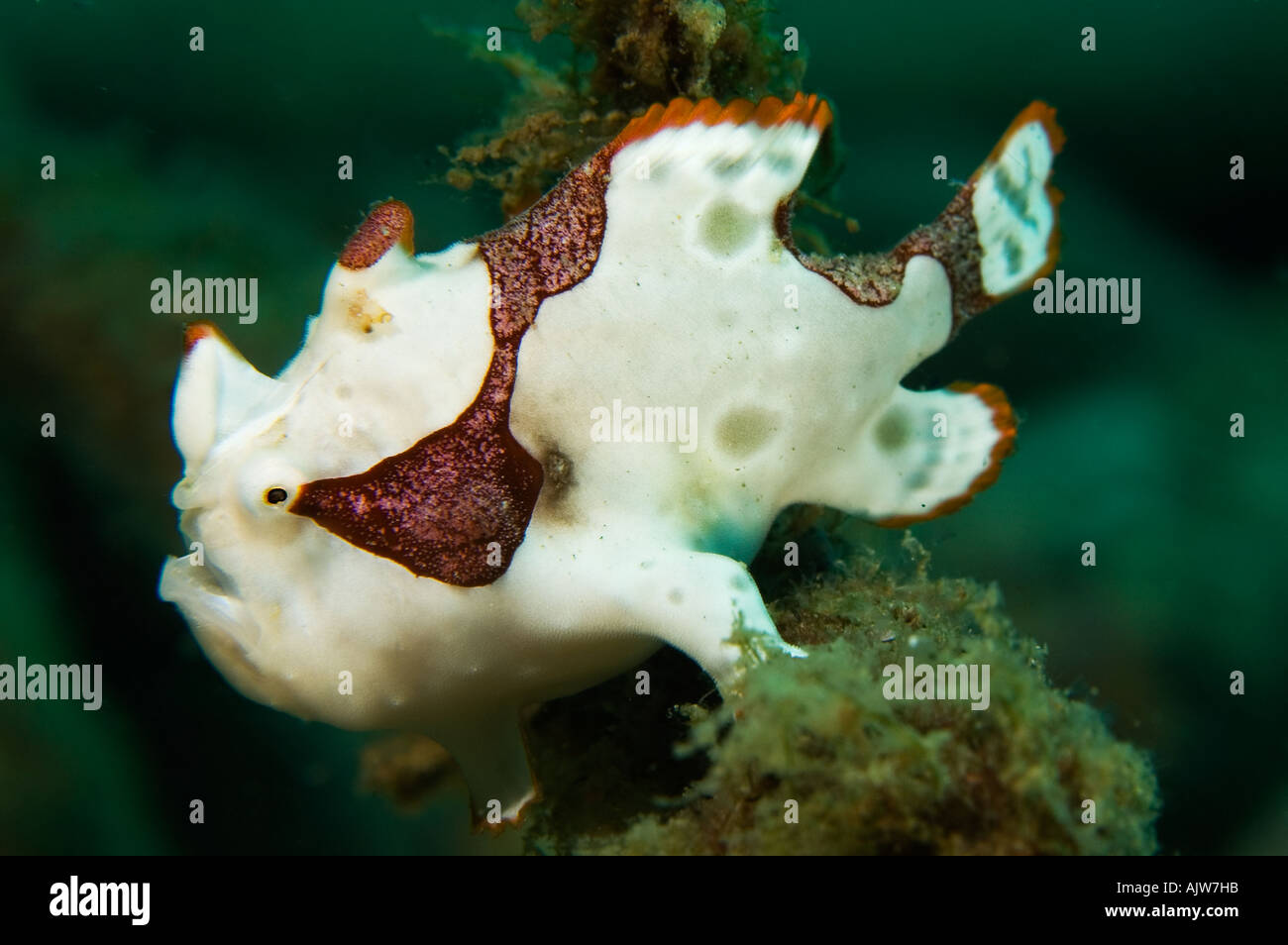 Clown anglerfish or warty frogfish Antennarius maculatus Basura dive ...