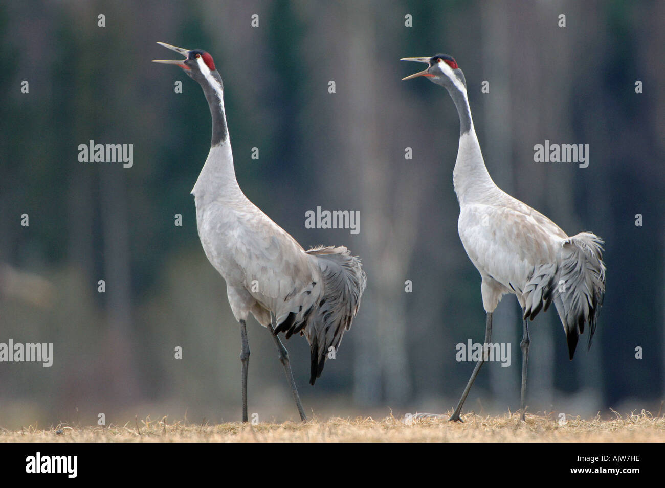 Common Crane Stock Photo - Alamy