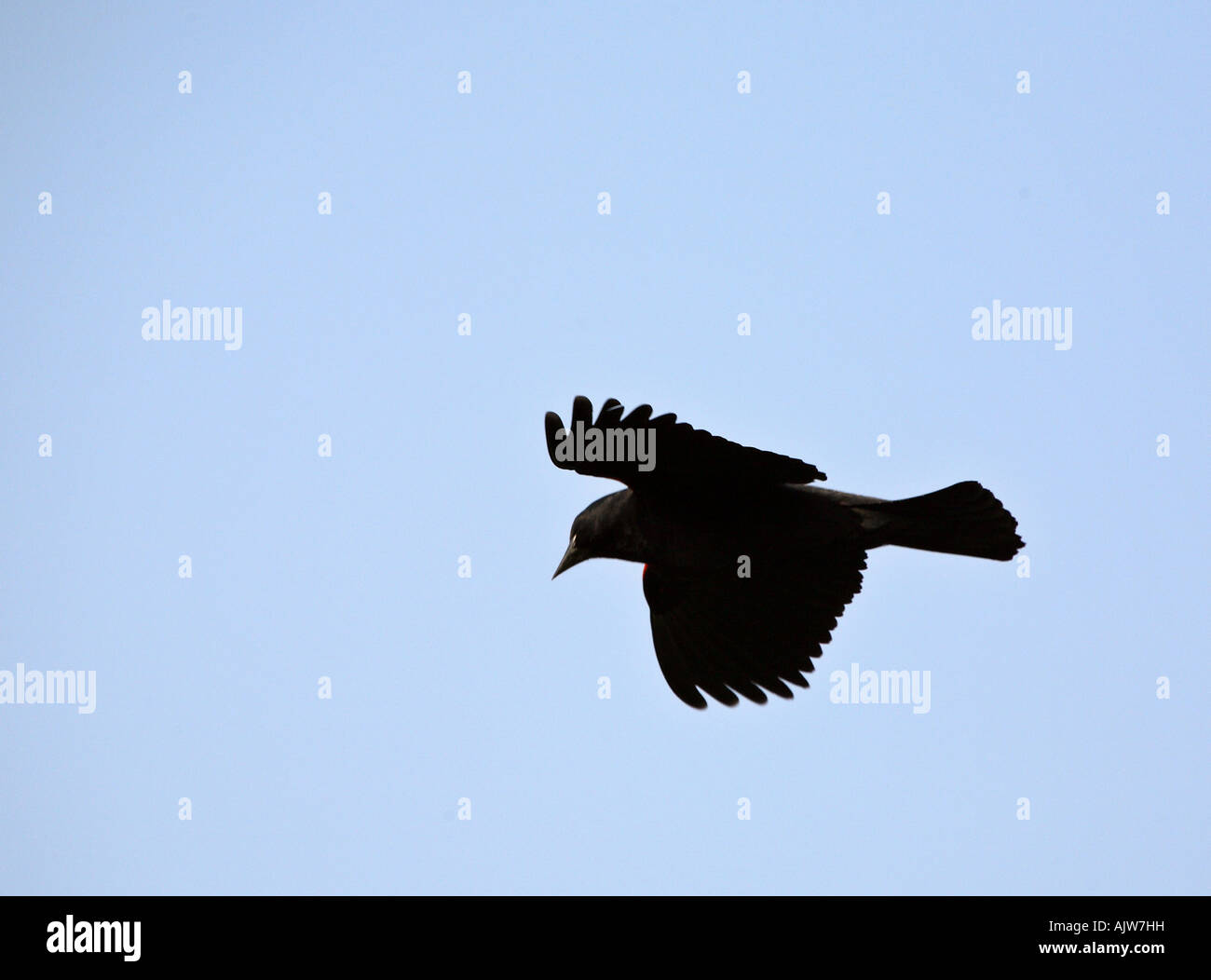 Red winged Blackbird in flight Stock Photo - Alamy