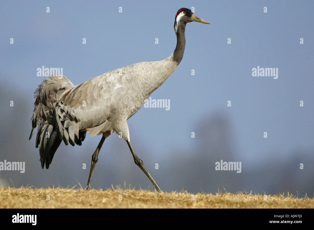 Common Crane Stock Photo - Alamy