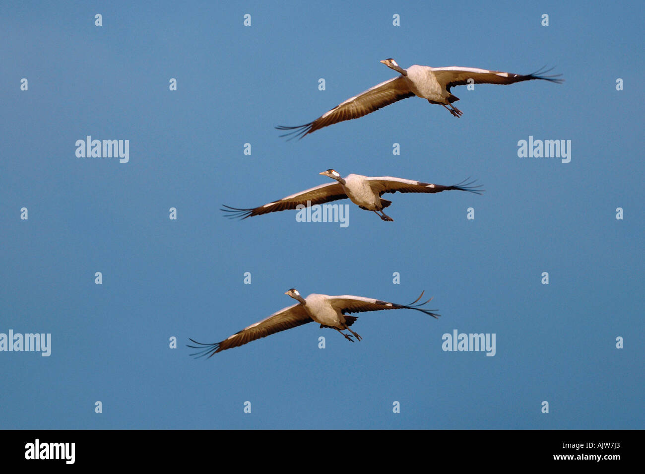 Common Crane Stock Photo - Alamy