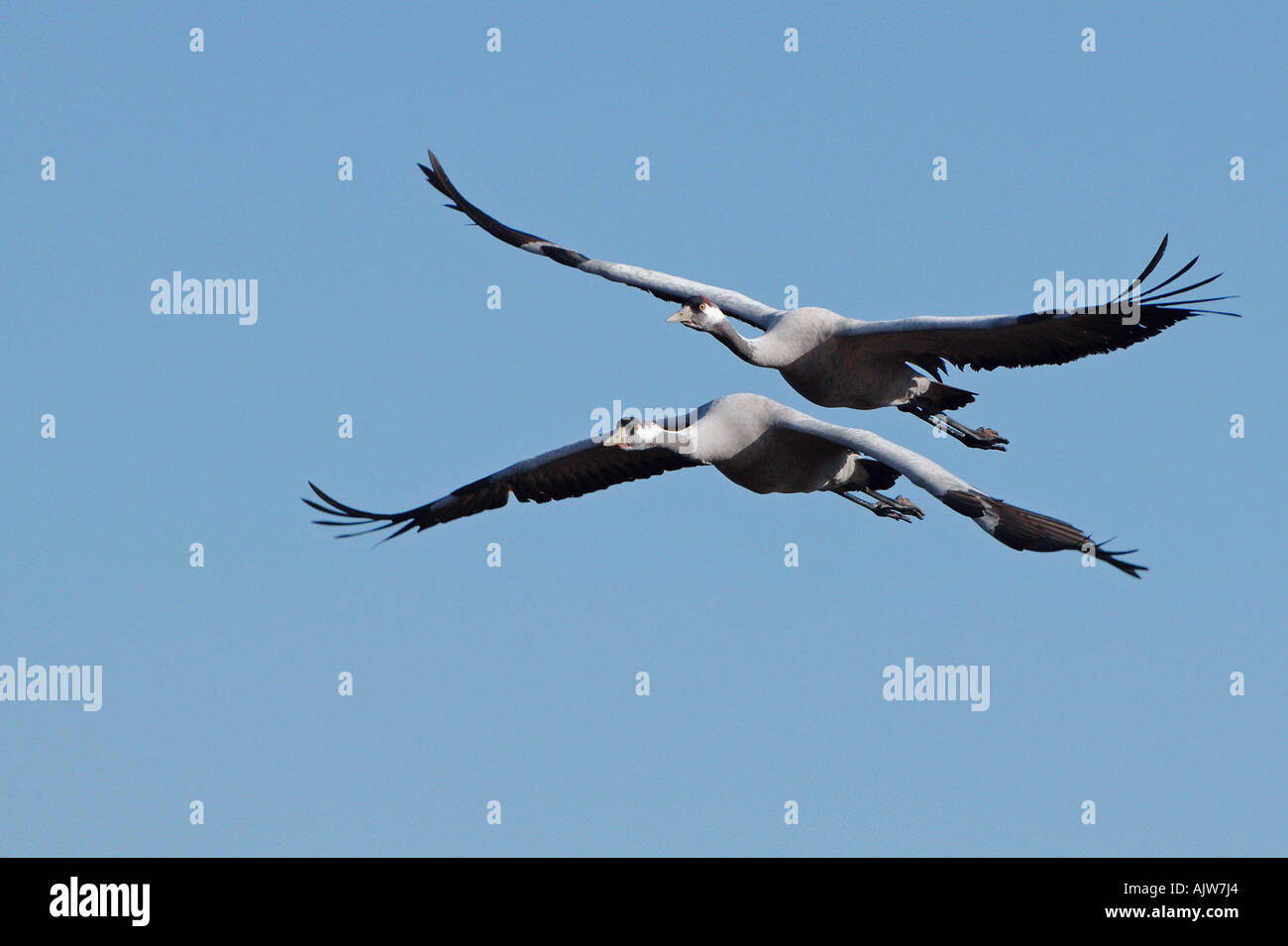 Common Crane Stock Photo - Alamy
