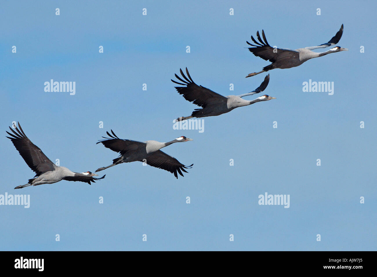 Common Crane Stock Photo - Alamy