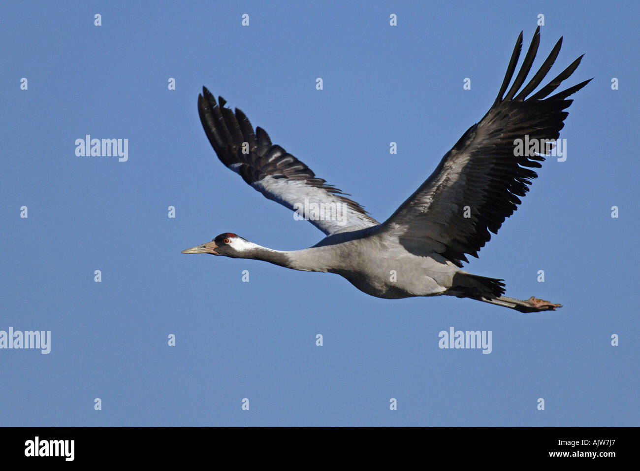 Common Crane Stock Photo - Alamy