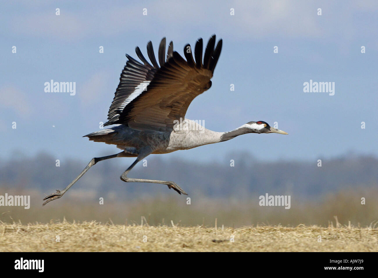 Common Crane Stock Photo - Alamy