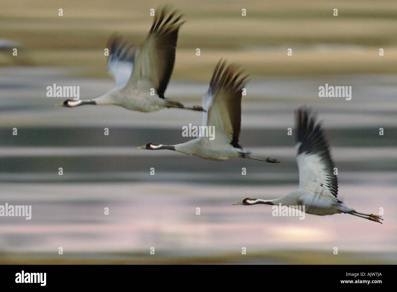 Common Crane Stock Photo - Alamy