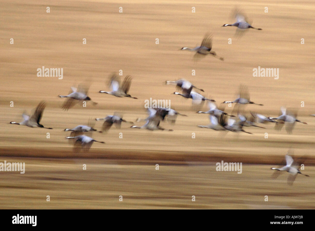 Common Crane Stock Photo - Alamy