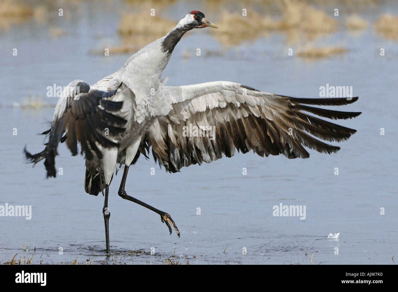 Common Crane Stock Photo - Alamy