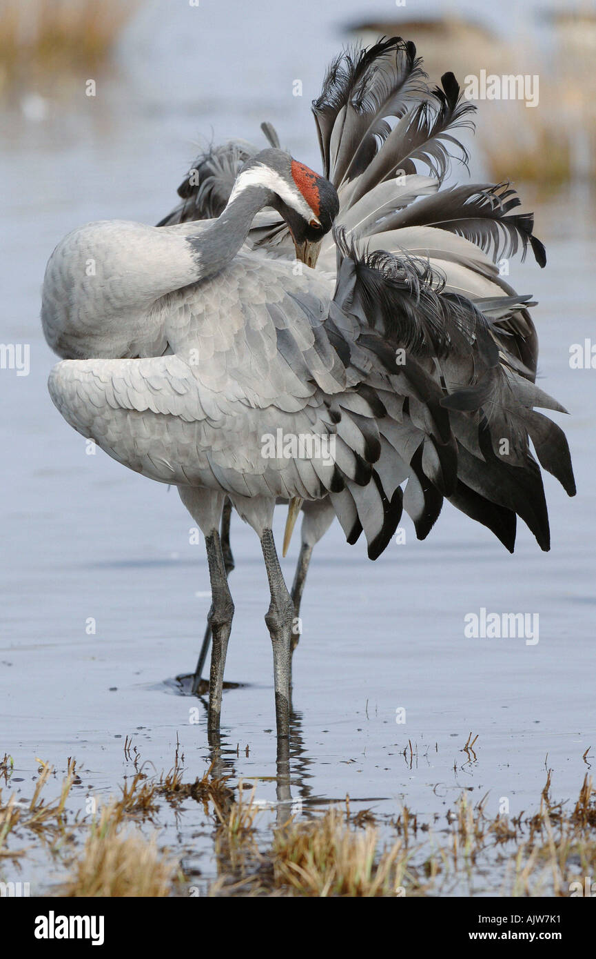 Common Crane Stock Photo - Alamy