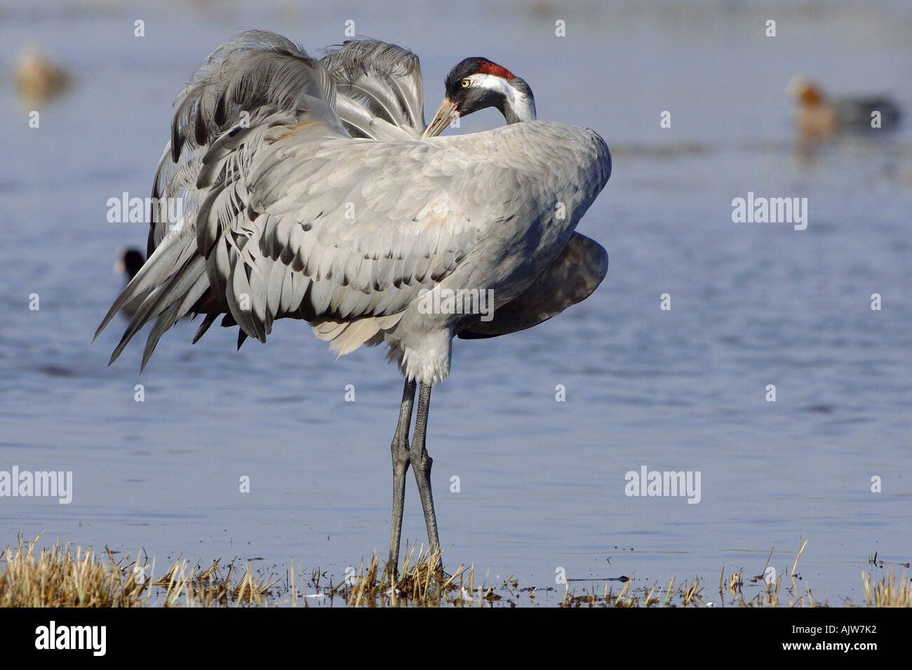 Common Crane Stock Photo - Alamy