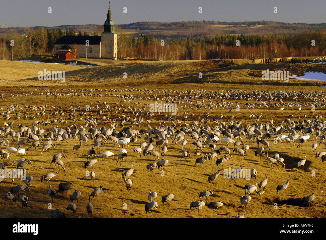 Common Crane Stock Photo - Alamy