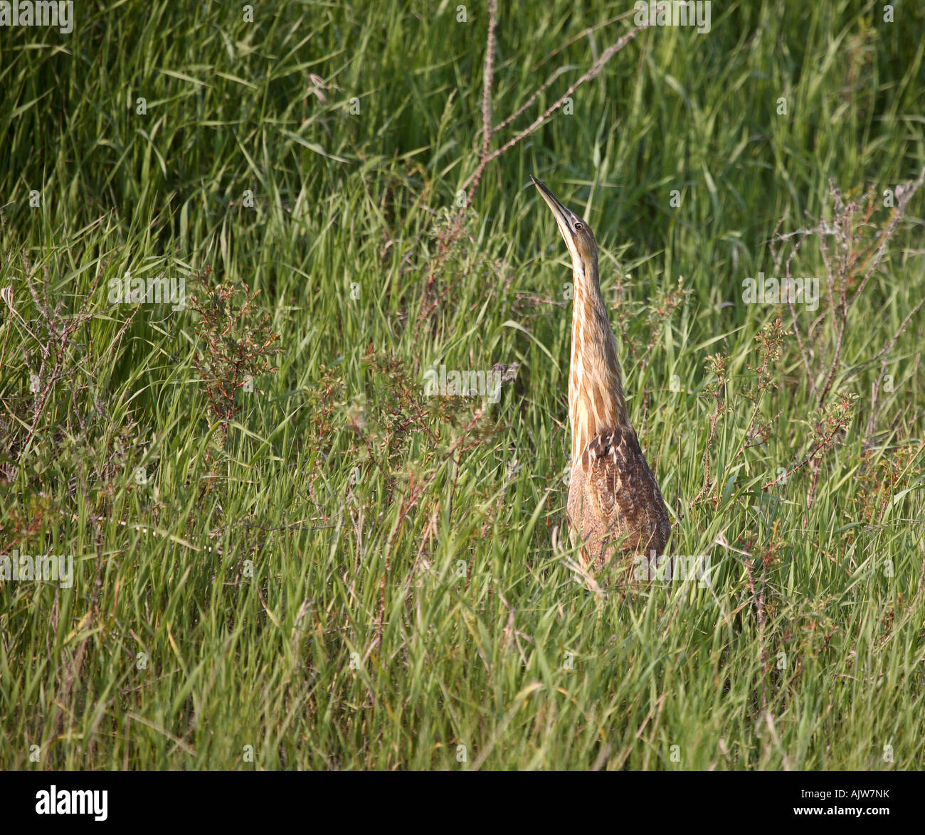 Hide in grass hi-res stock photography and images - Alamy