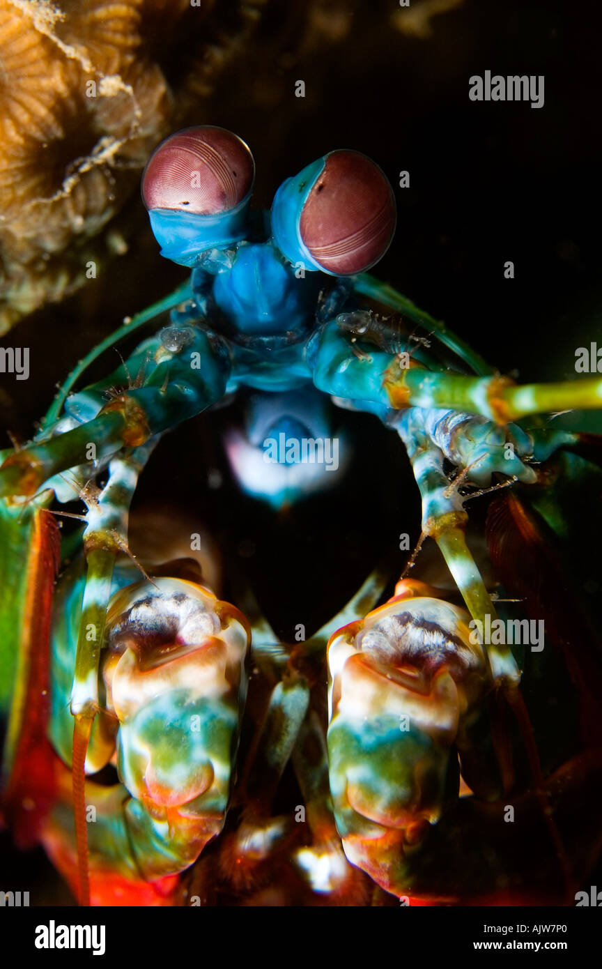 Peacock Mantis shrimp Smasher Mantis Shrimp Odontodactylus scyallarus ...