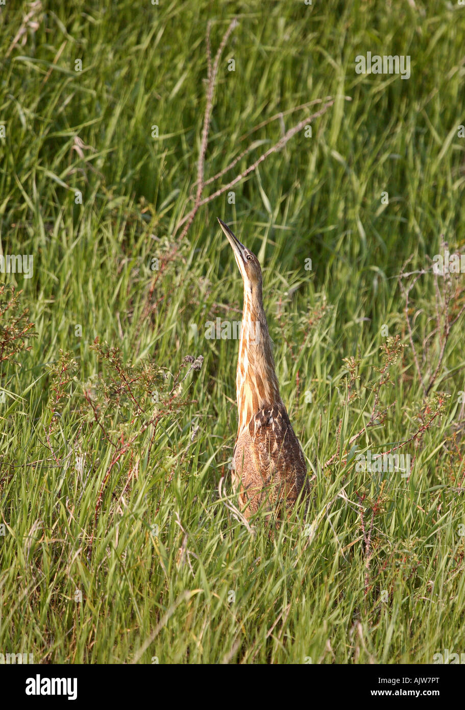 American Bittern attempting to hide in scenic Saskatchewan Stock Photo ...