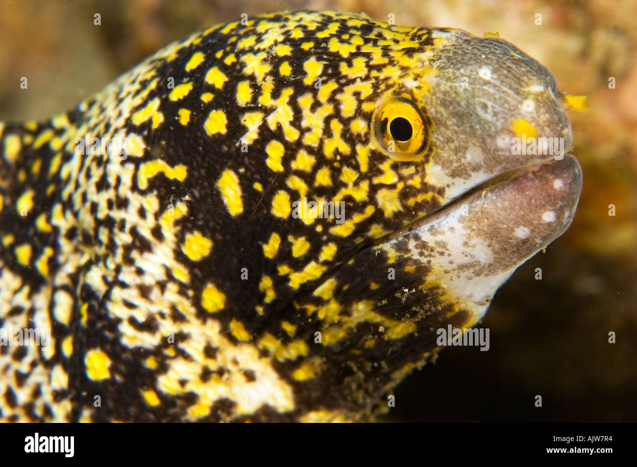 Snowflake moray eel Echidna nebulosa Basura dive site Anilao Batangas ...