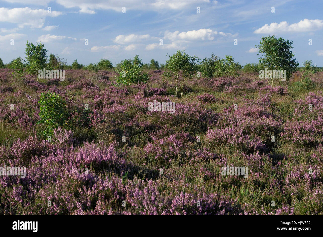 Blooming Heather Stock Photo - Alamy