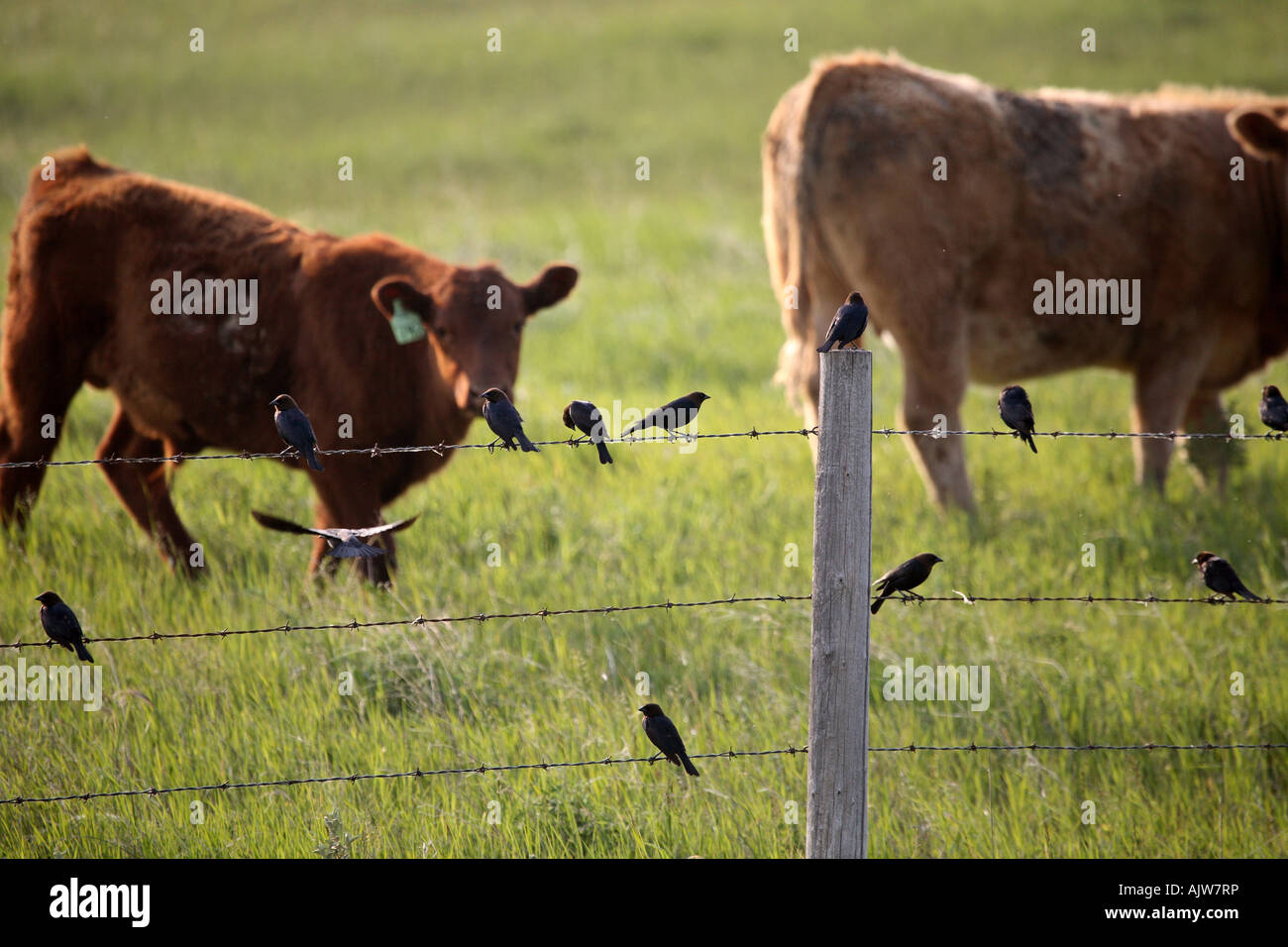 Cowbirds perched near cattle in scenic Saskatchewan Stock Photo - Alamy