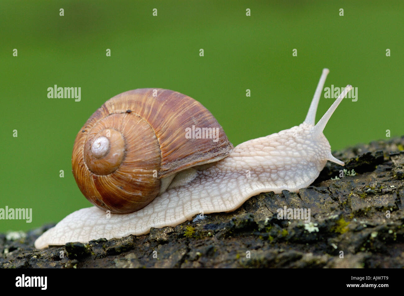 Edible Snail Stock Photo - Alamy