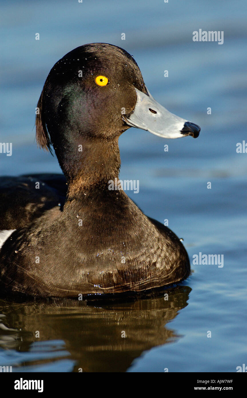 Tufted duck upright hi-res stock photography and images - Alamy
