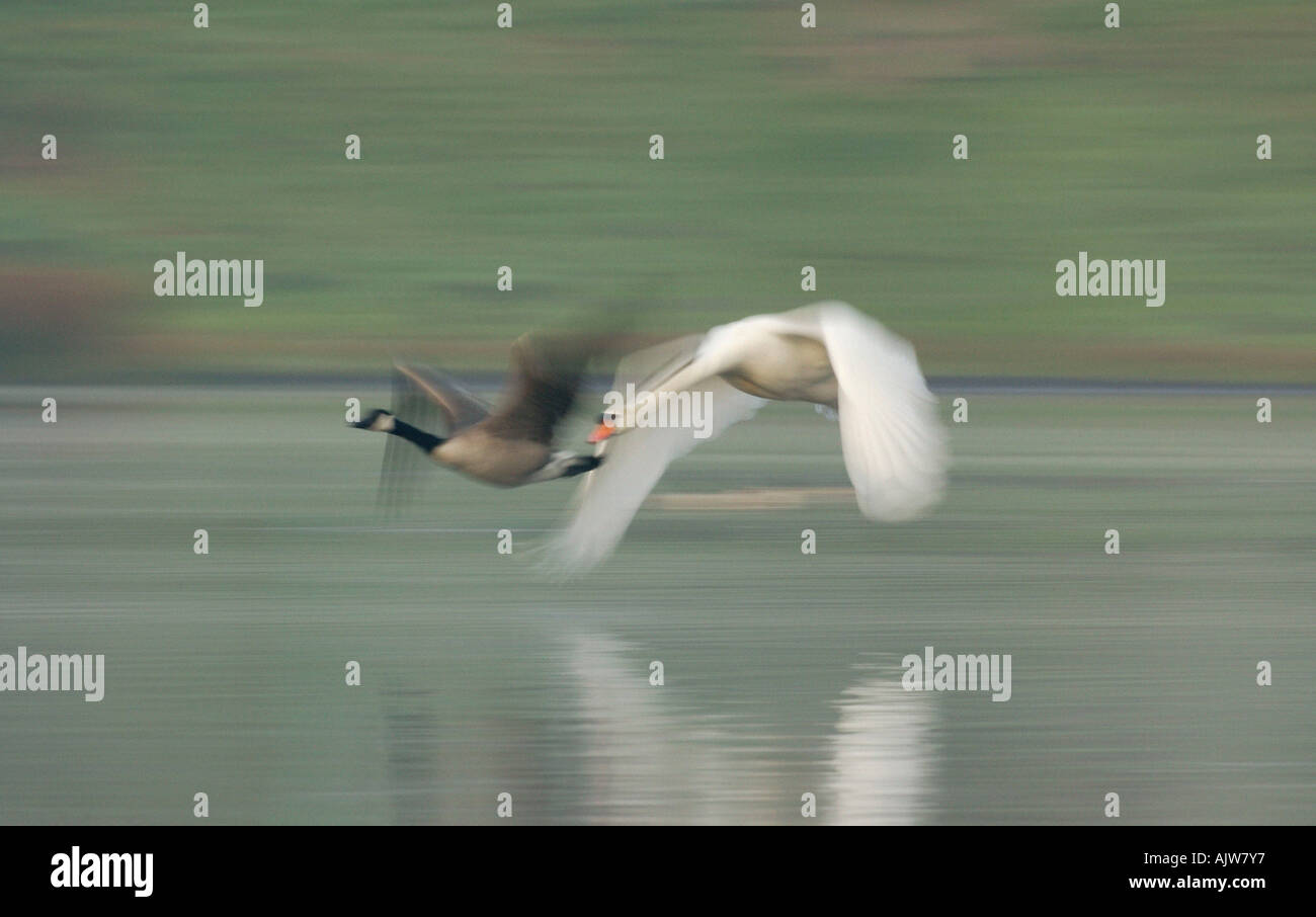 Swan chasing goose hi-res stock photography and images - Alamy