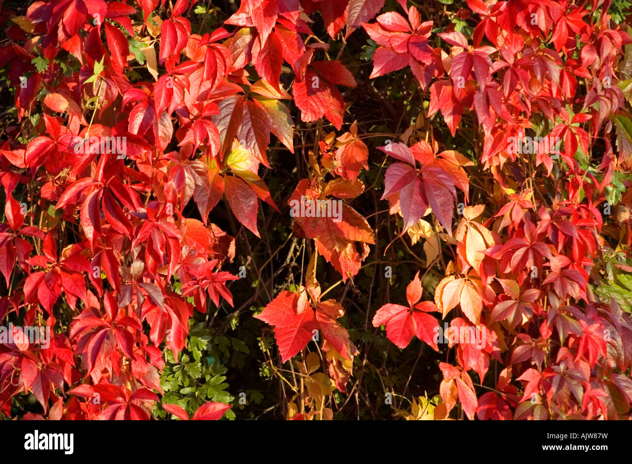 Intensely red vine leaves hang from the side of a building Stock Photo ...
