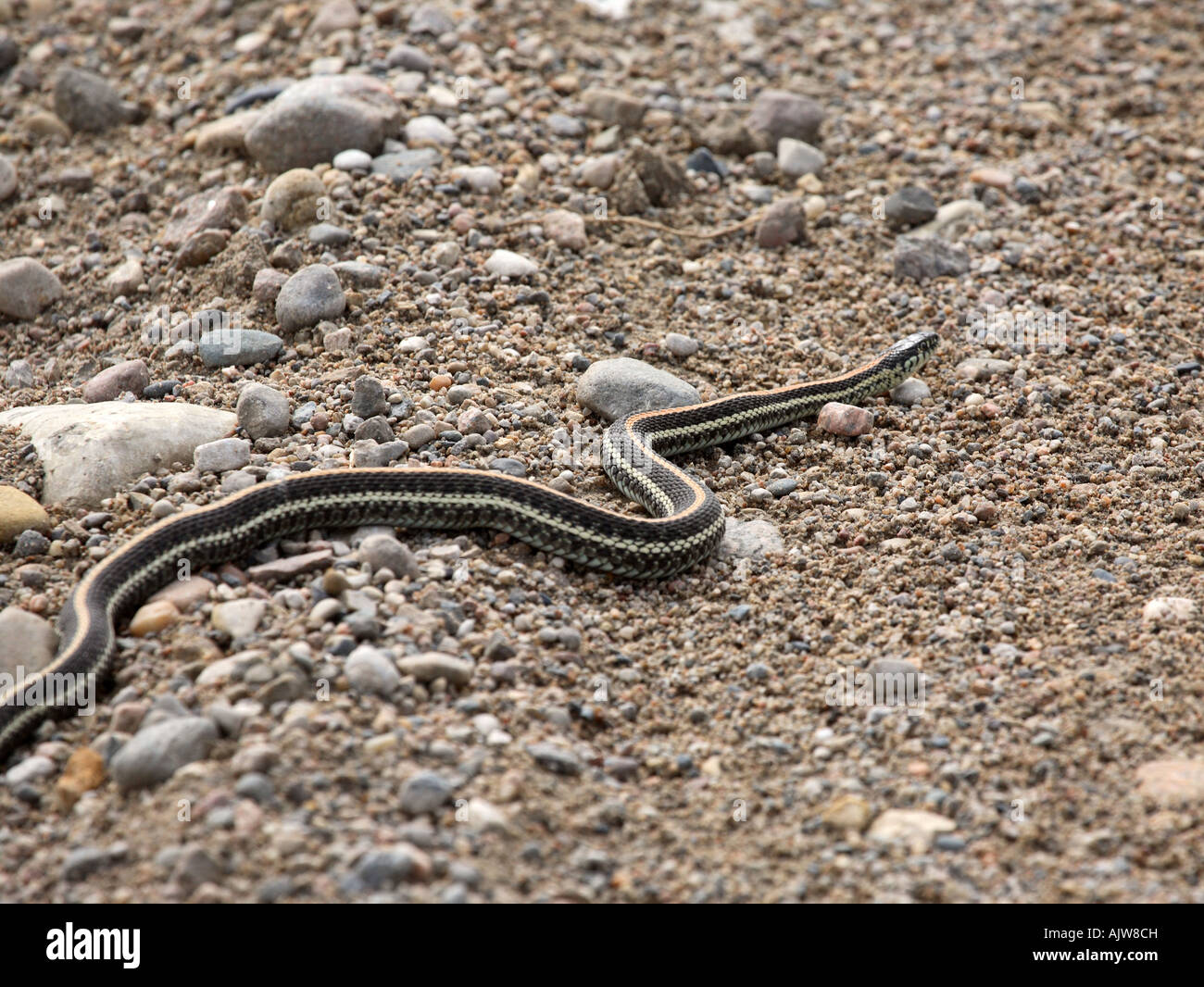 Garter Snake crossing a Saskatchewan country road Stock Photo - Alamy