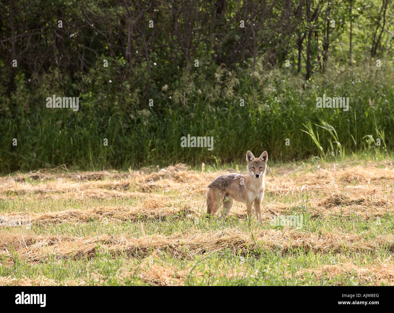 Young coyote in a Saskatchewan hay field Stock Photo - Alamy
