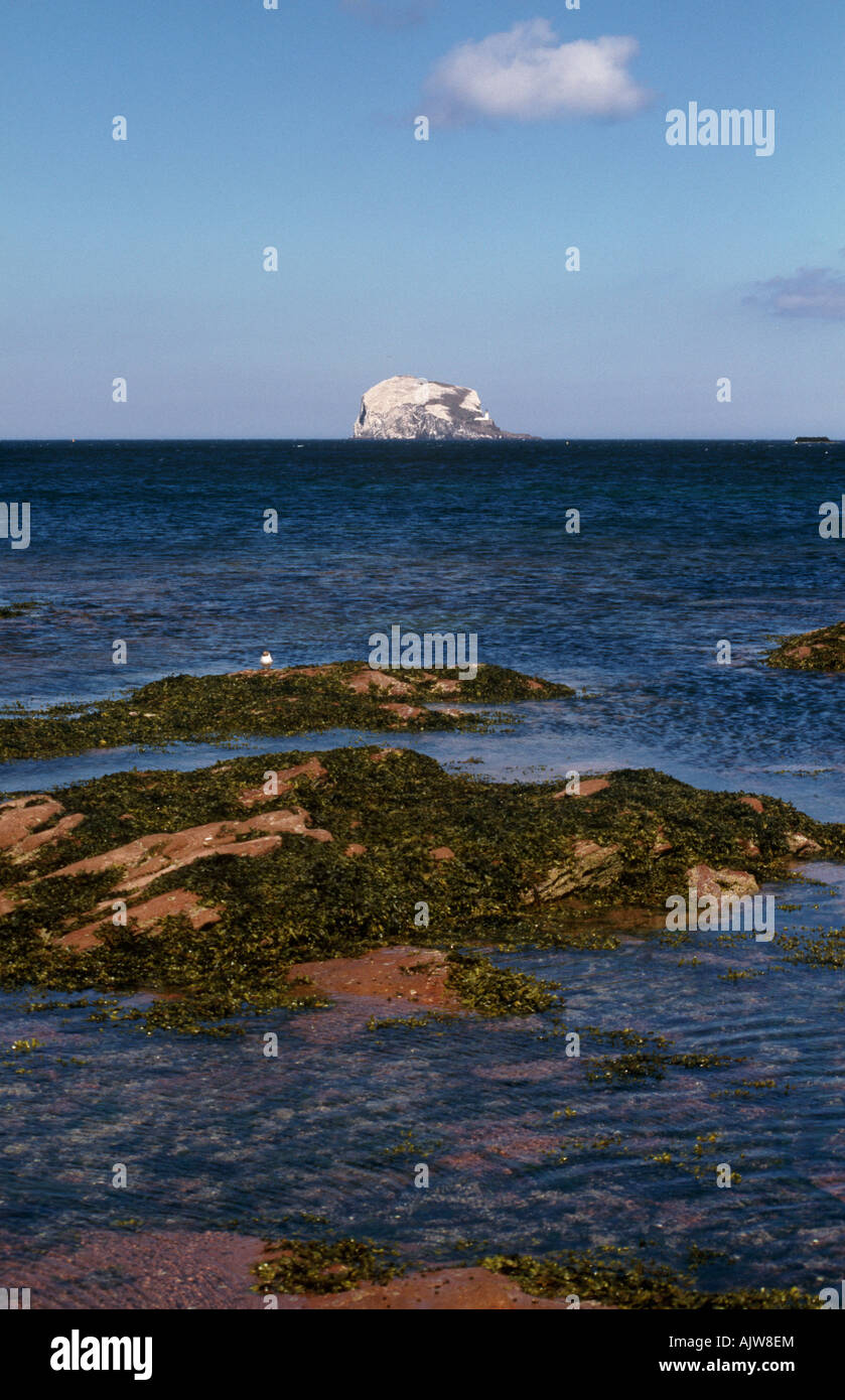 Bass Rock viewed from North Berwick Scotland Stock Photo - Alamy