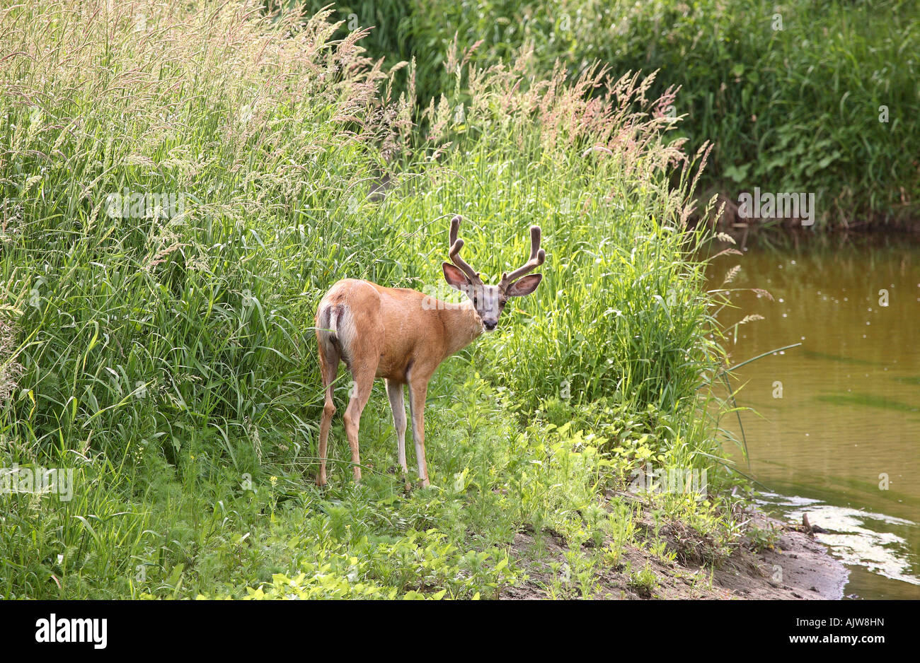 Mule deer buck stream hi-res stock photography and images - Alamy