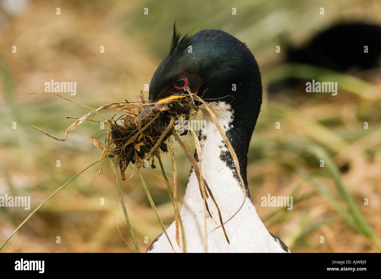 Auckland Island Shag Stock Photo - Alamy