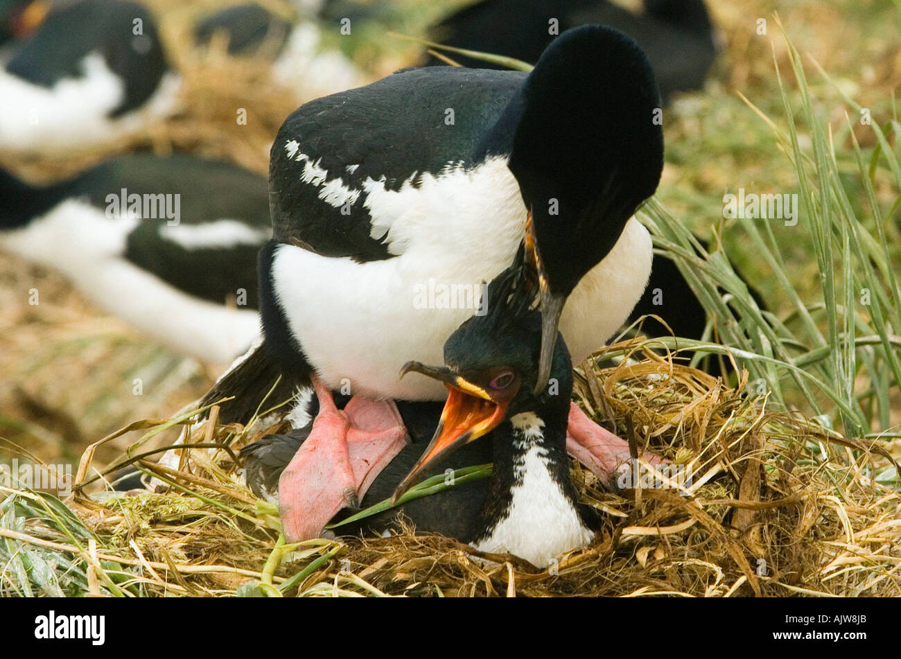 Auckland islands shag hi-res stock photography and images - Alamy