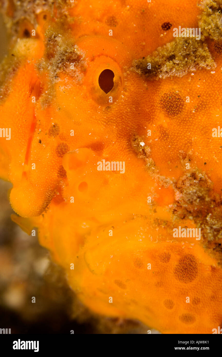 Clown anglerfish or warty frogfish Antennarius maculatus Basura dive ...