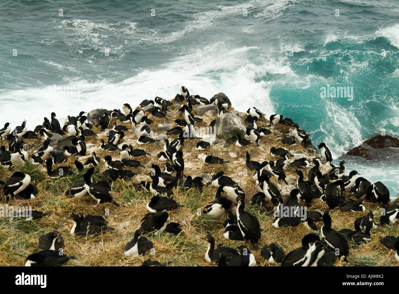 Auckland Island Shag Stock Photo - Alamy