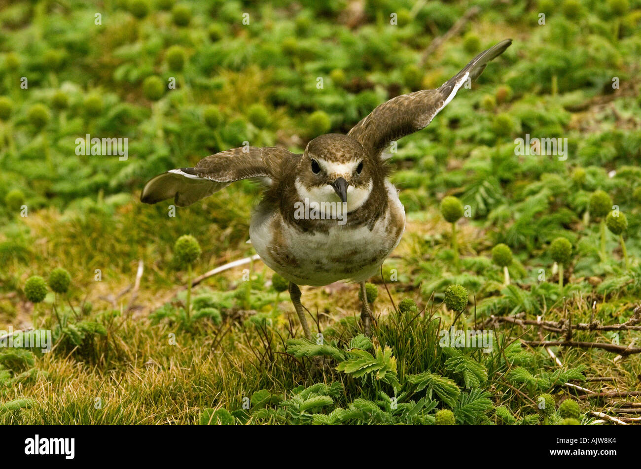 New Zealand Dotterel Stock Photo - Alamy