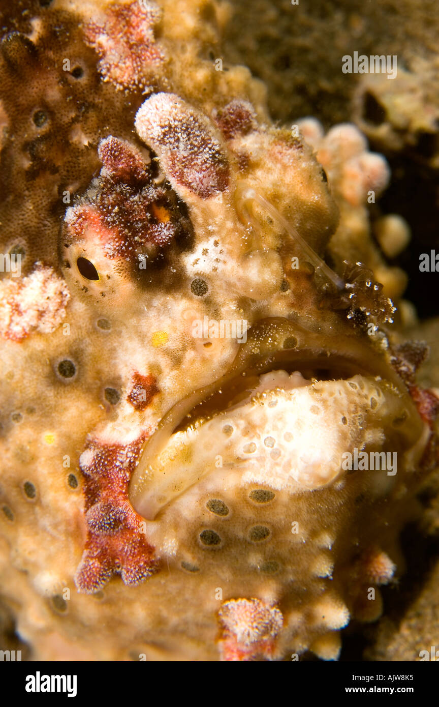 Clown anglerfish or warty frogfish Antennarius maculatus Basura dive ...