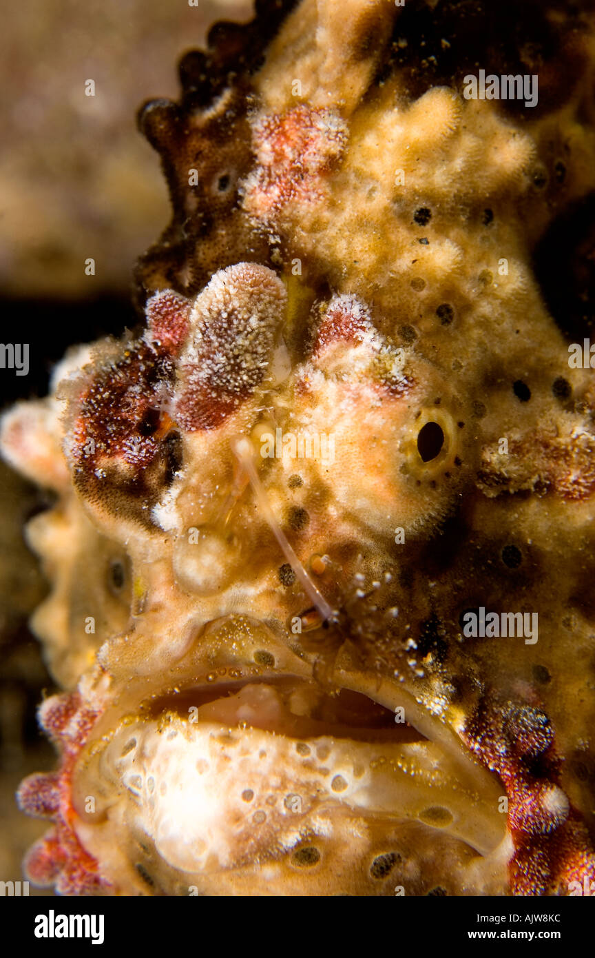 Clown anglerfish or warty frogfish Antennarius maculatus Basura dive ...